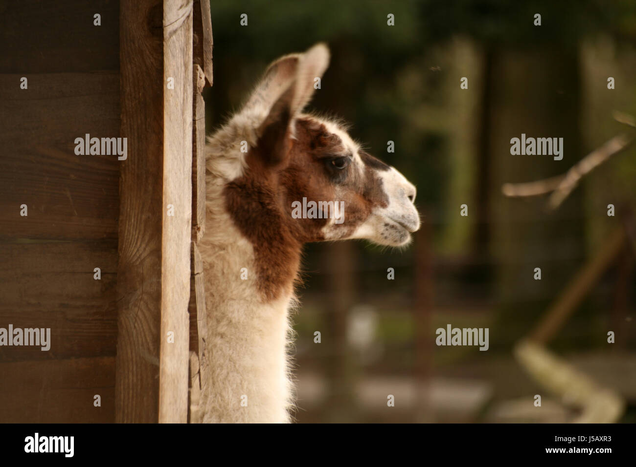 Lama portrt hi-res stock photography and images - Alamy