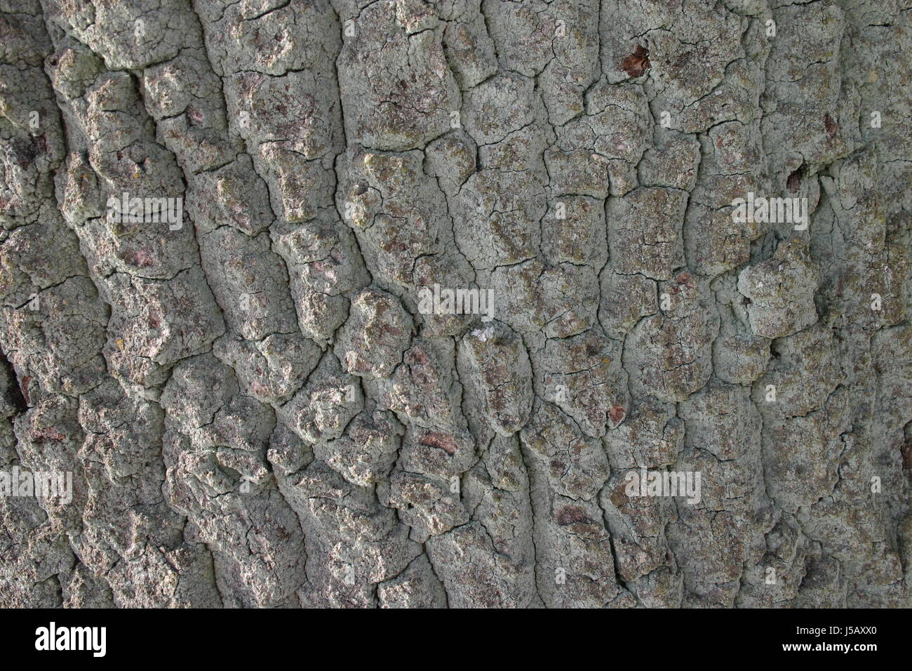 tree deciduous tree oak bark backdrop background forest nature trunk ...