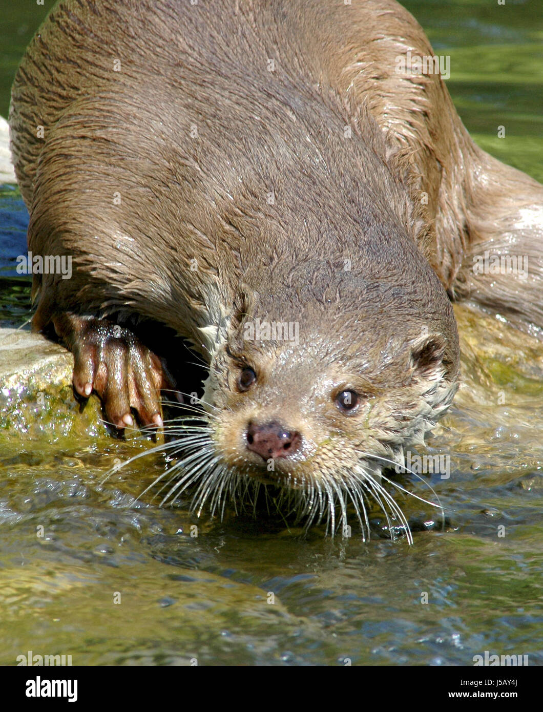 waters animal mammal skin otter marten river water fischotter lutra ...