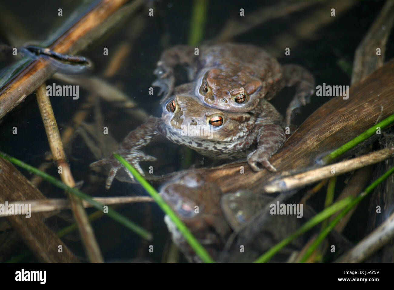 amphibian frog toads fresh water pond water toad frogs spawn ...