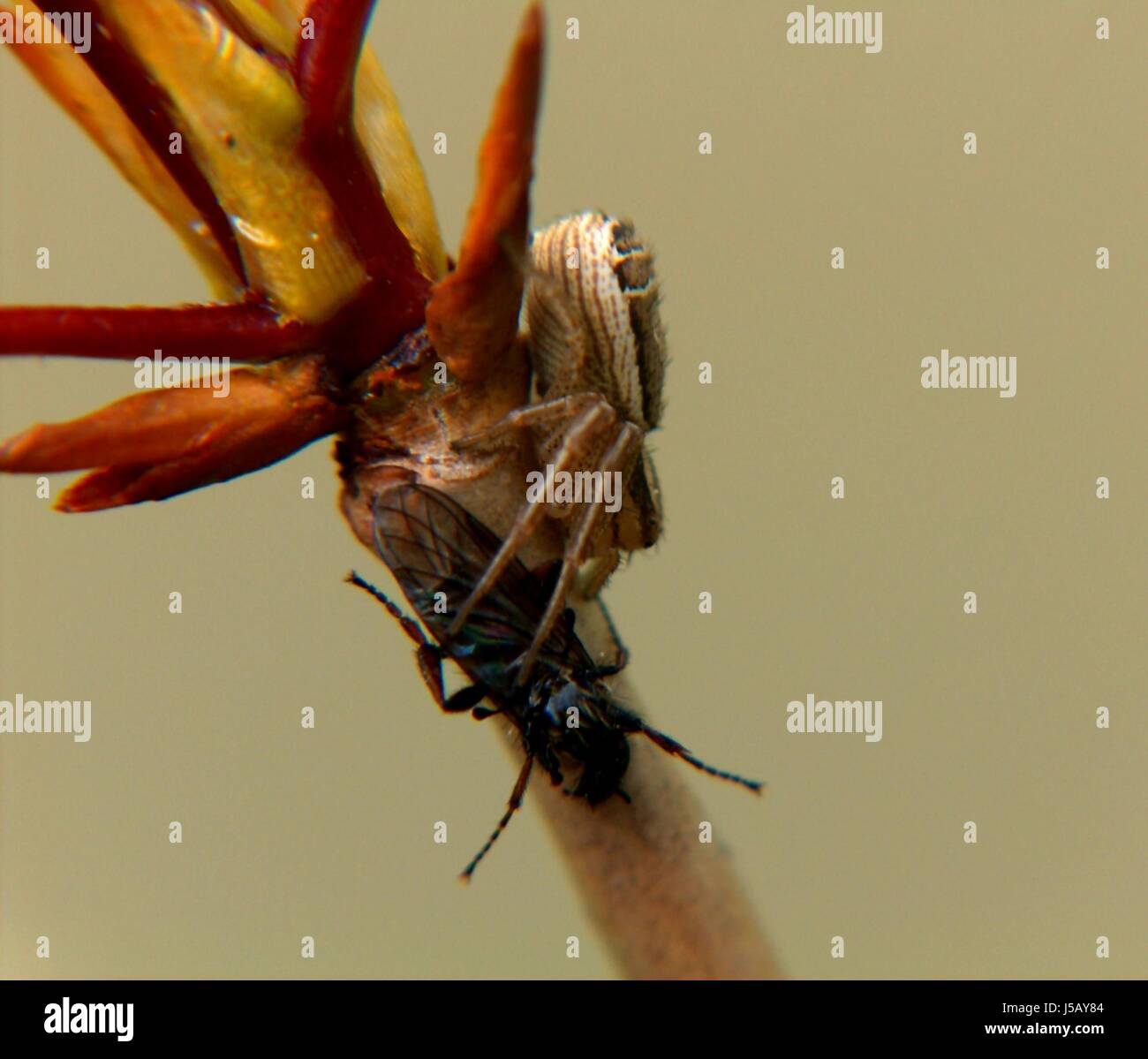 The spider fly i my photo hi-res stock photography and images - Alamy