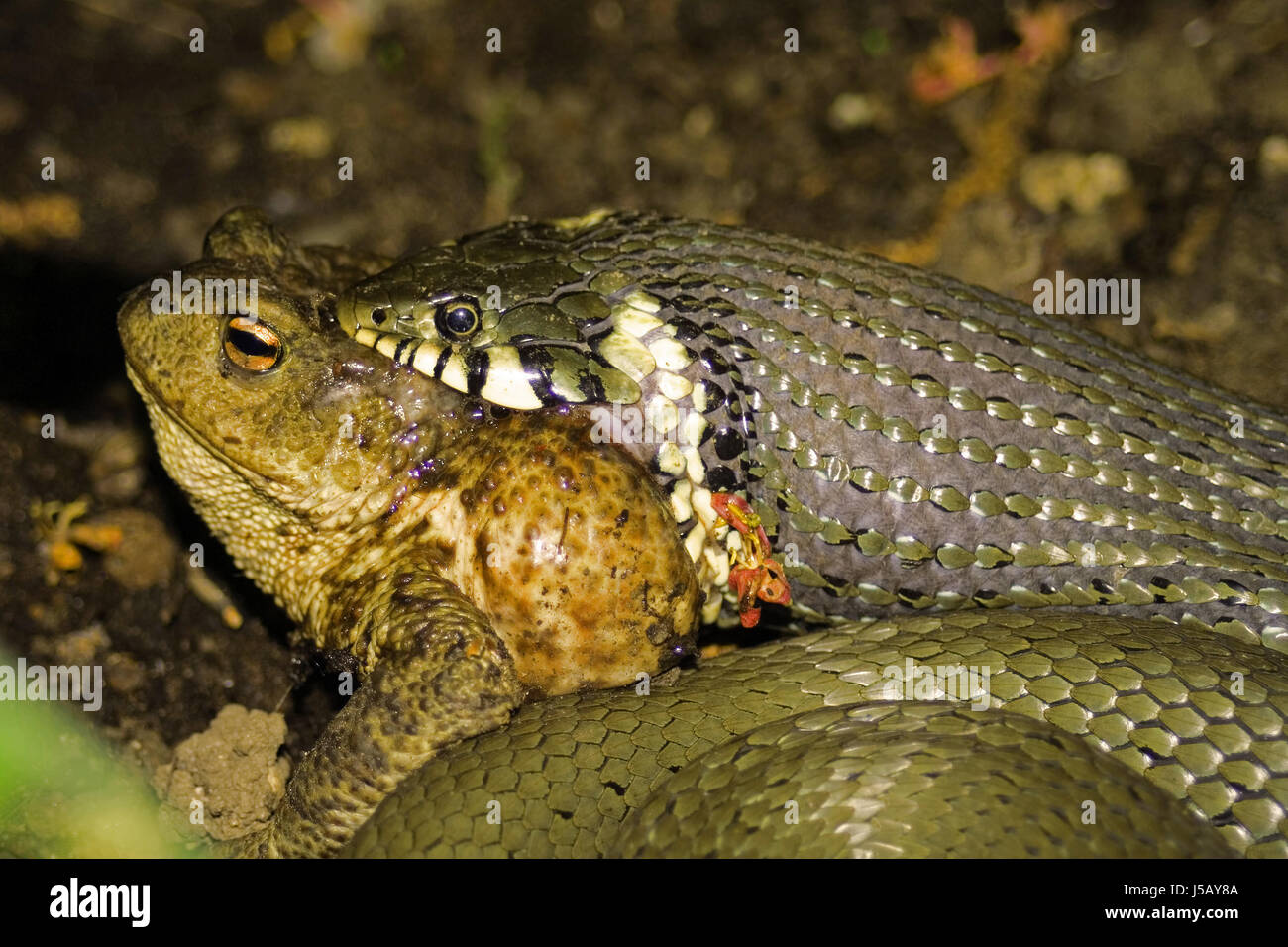 Cruel hi-res stock photography and images - Alamy