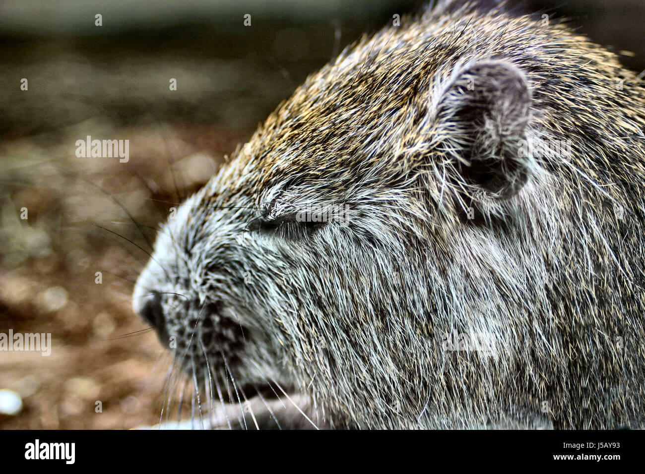 cuban tree rat Stock Photo - Alamy