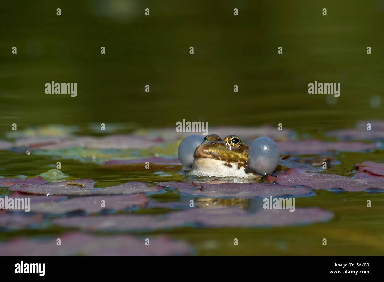 The beguiling hi-res stock photography and images - Alamy