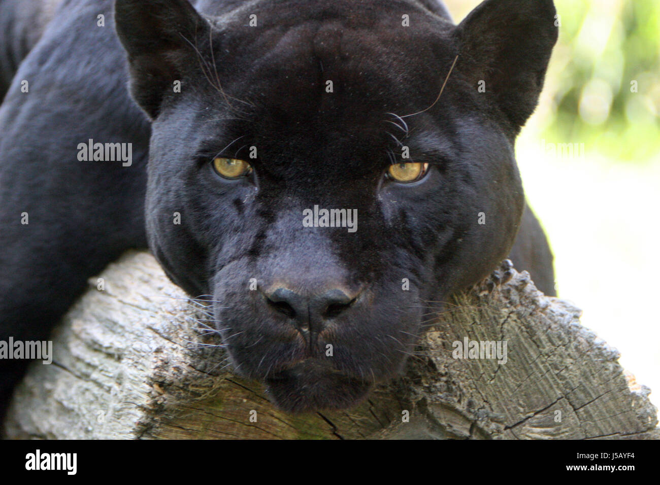 Wilde panther hi-res stock photography and images - Alamy