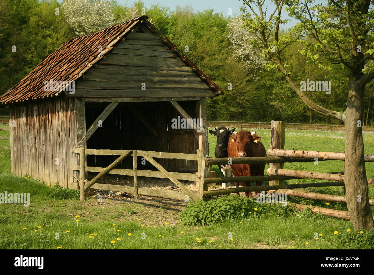 Holzstall hi-res stock photography and images - Alamy