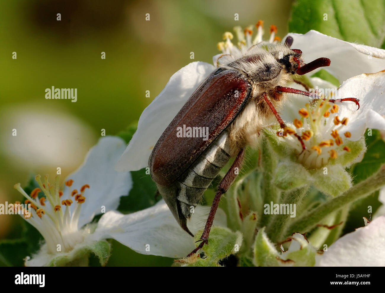 Toothed antenna hi-res stock photography and images - Alamy