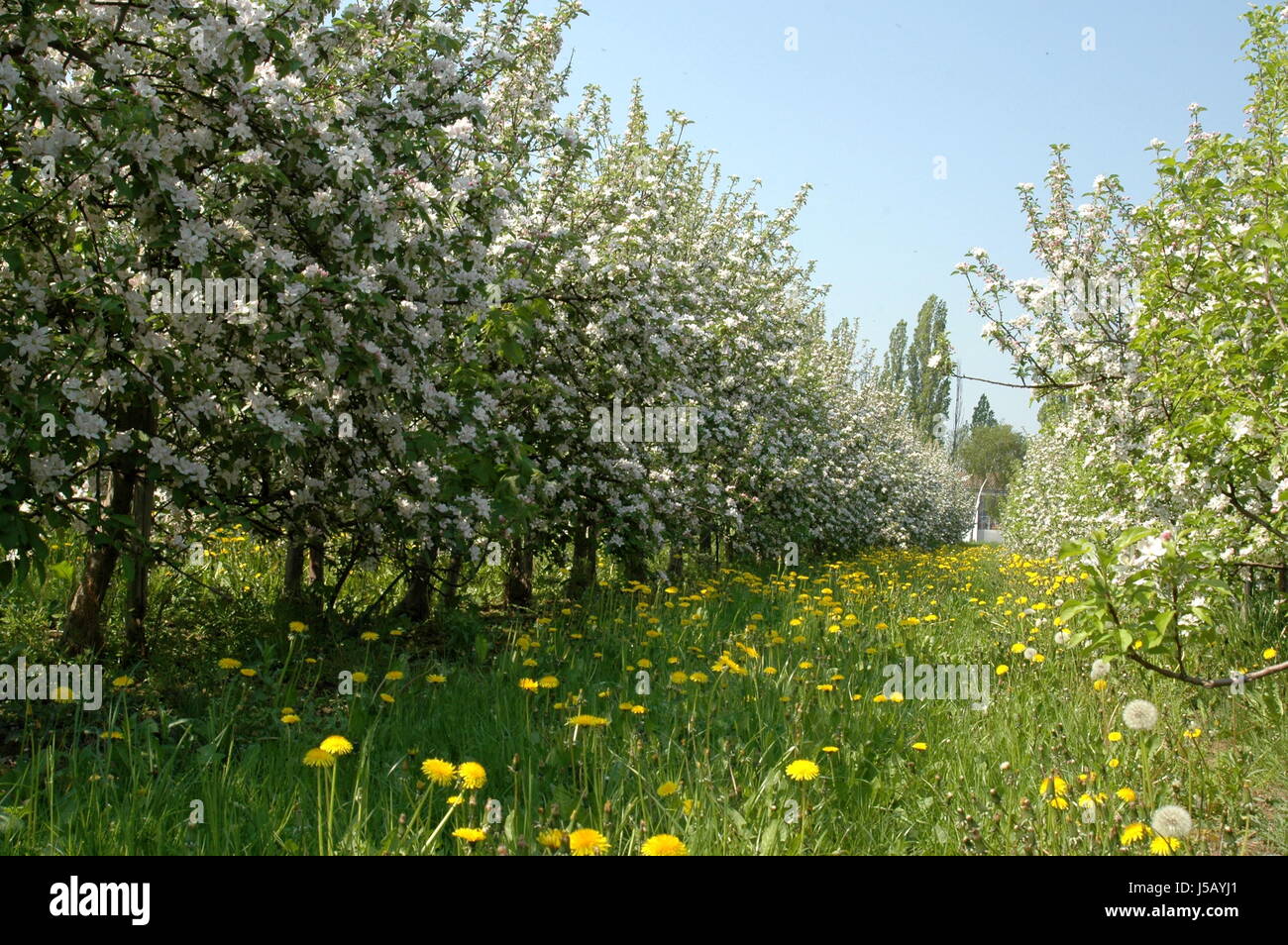 apple tree plantation Stock Photo - Alamy