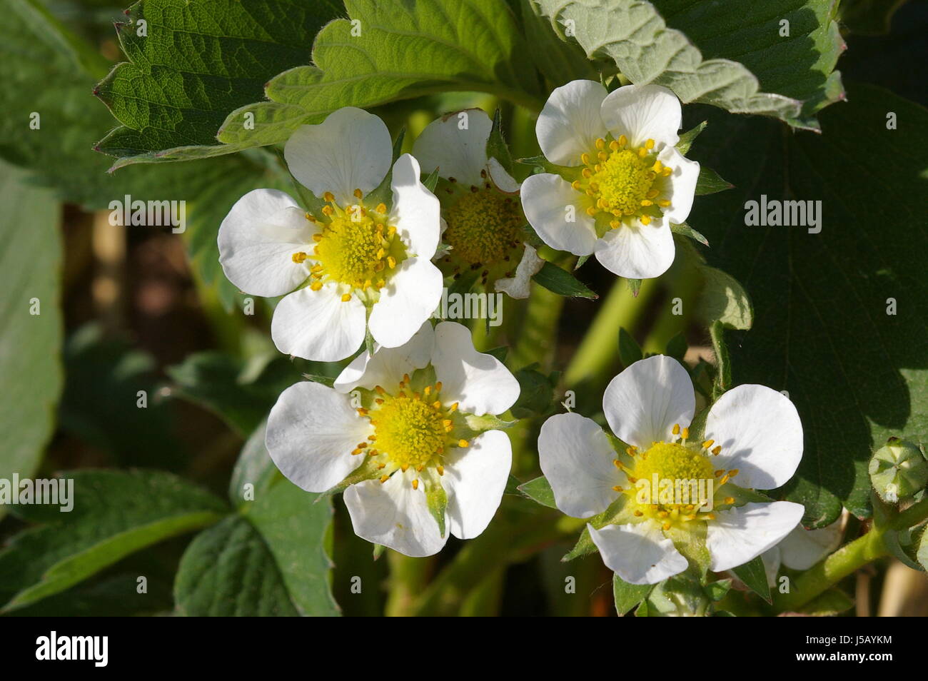 four strawberry flowers Stock Photo - Alamy