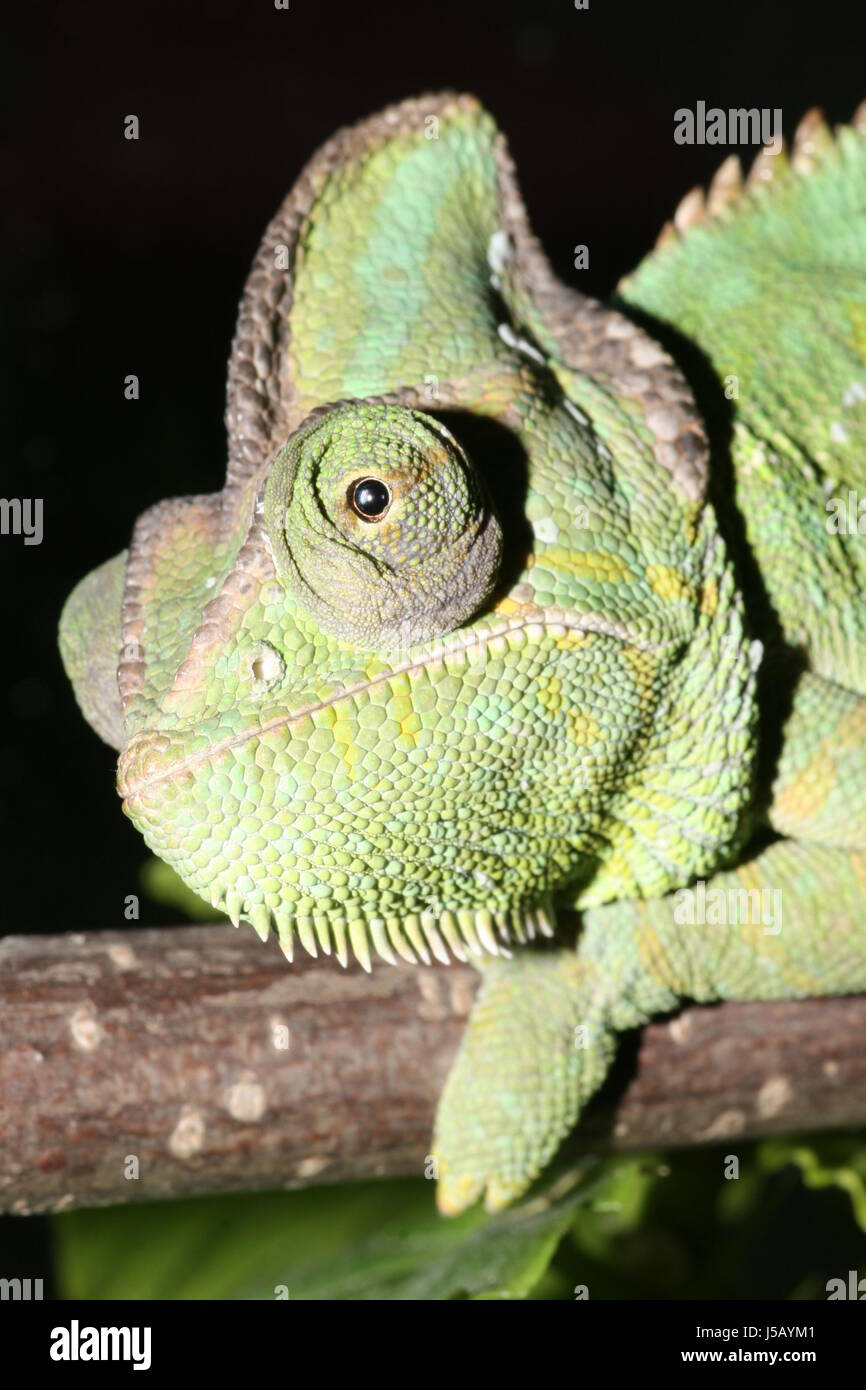 Xena High Resolution Stock Photography and Images - Alamy