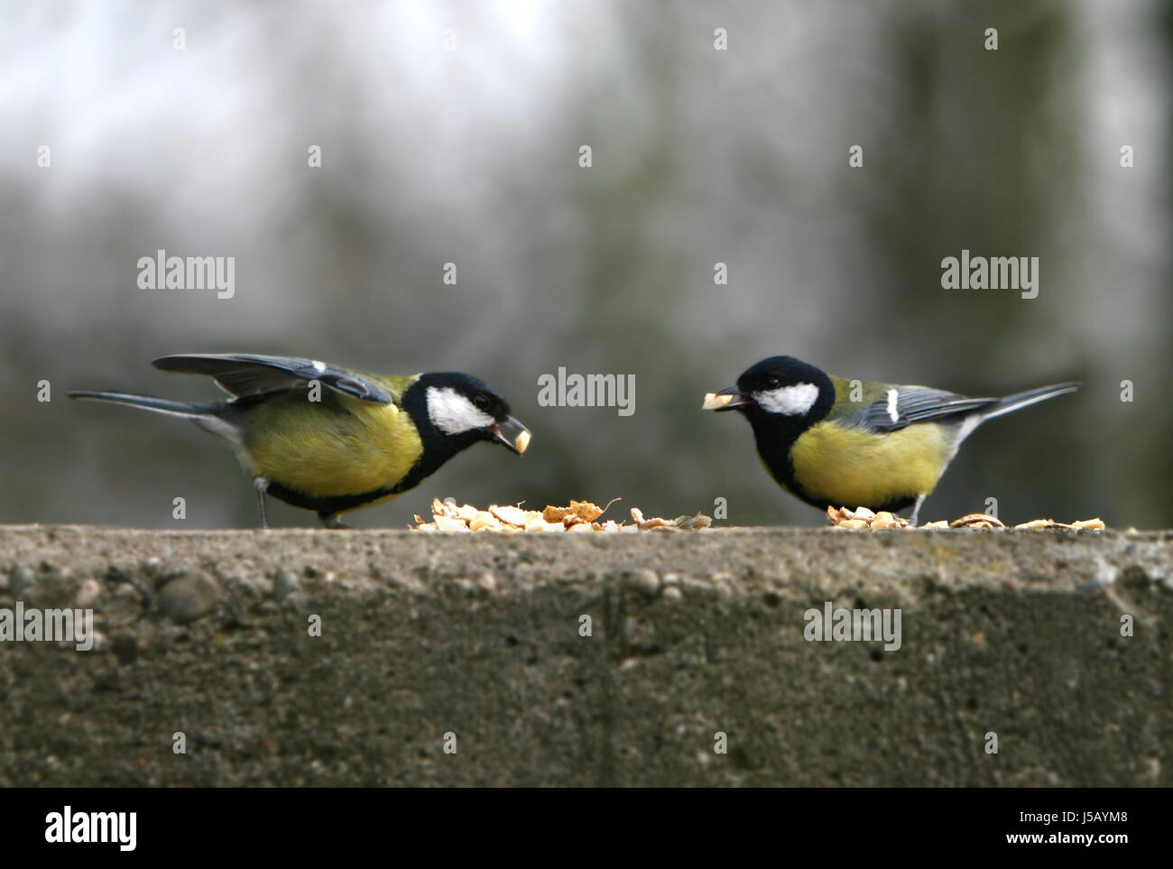 Titmice hi-res stock photography and images - Alamy