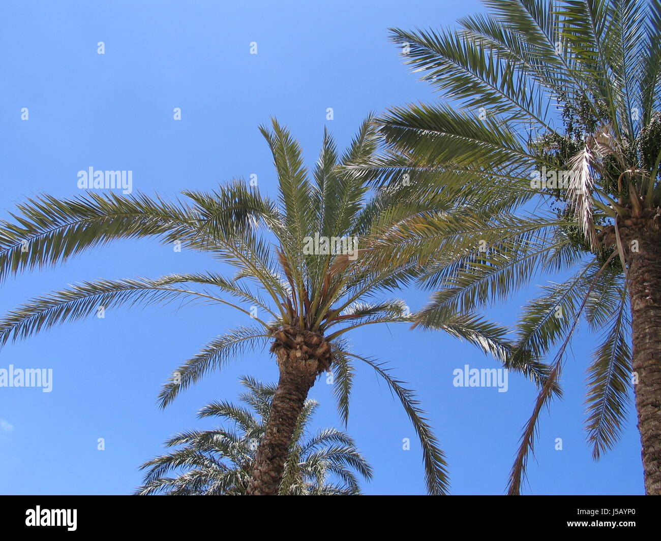summer,palm trees,sunshine Stock Photo - Alamy