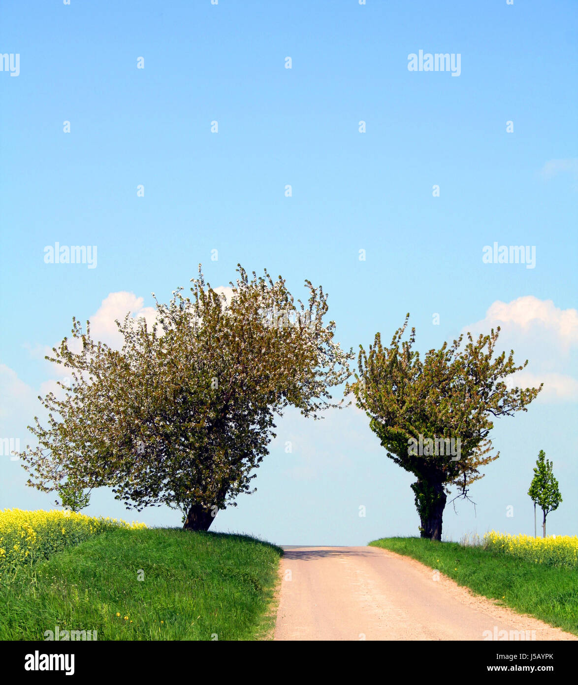 old fruit trees Stock Photo - Alamy