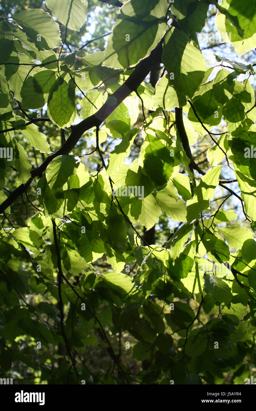 Canopy shadows hi-res stock photography and images - Alamy