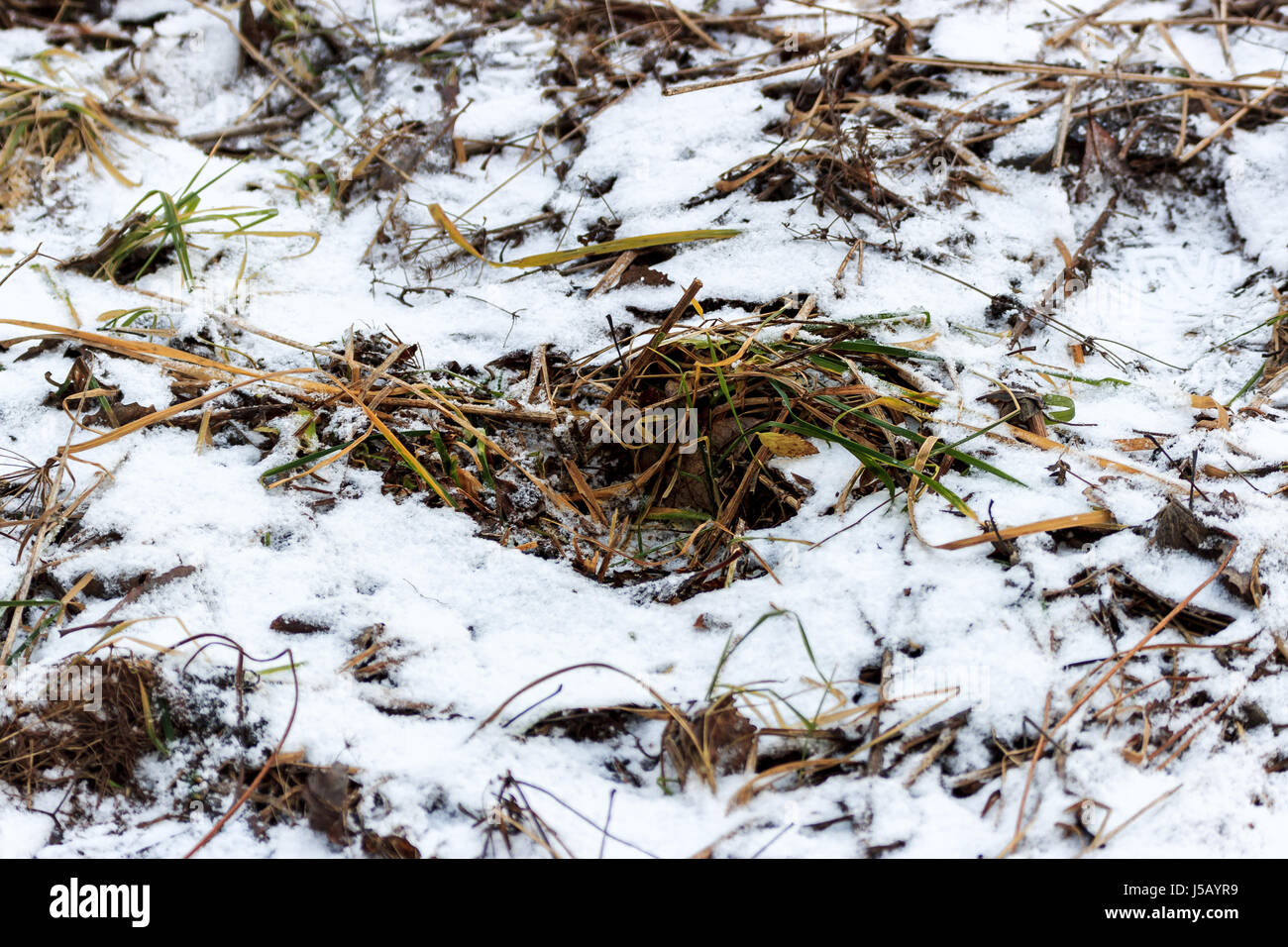 Grass by the snow hi-res stock photography and images - Alamy