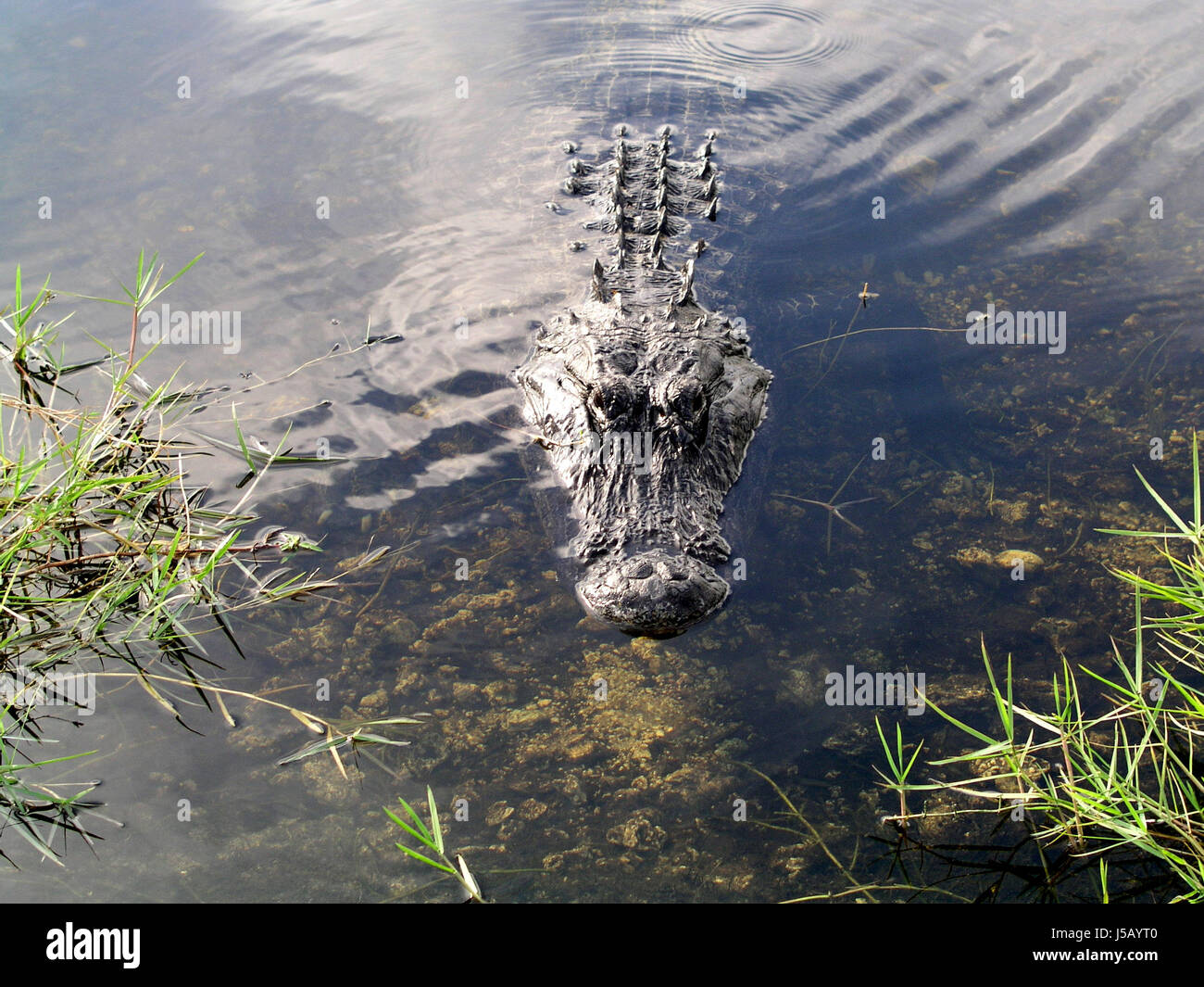 schnappi the alligator Stock Photo - Alamy