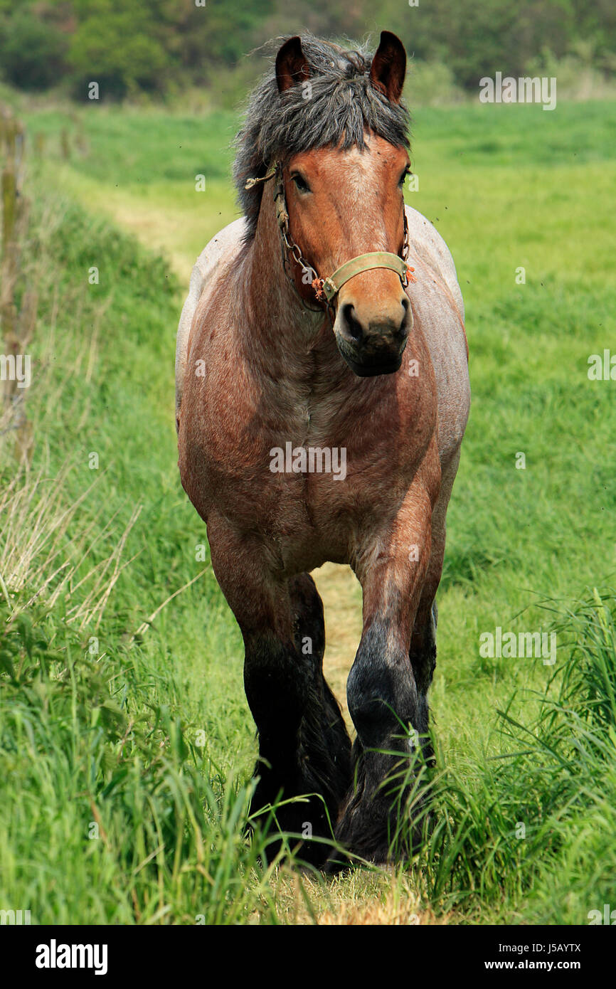 Belgian stallion hi-res stock photography and images - Alamy
