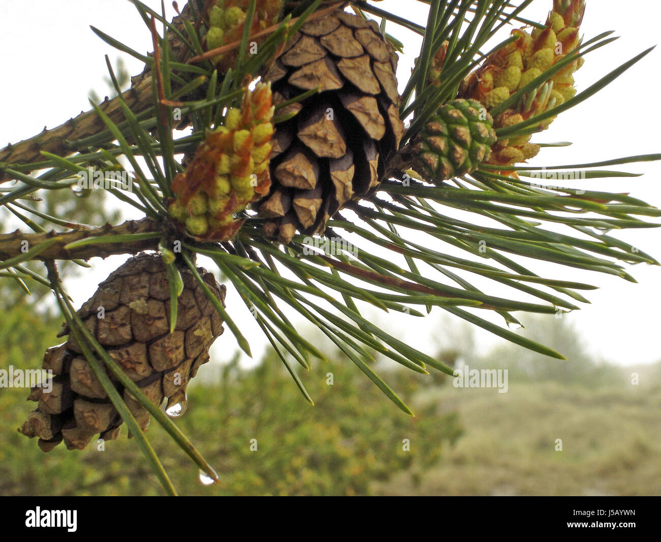 Pinecones water hi-res stock photography and images - Alamy