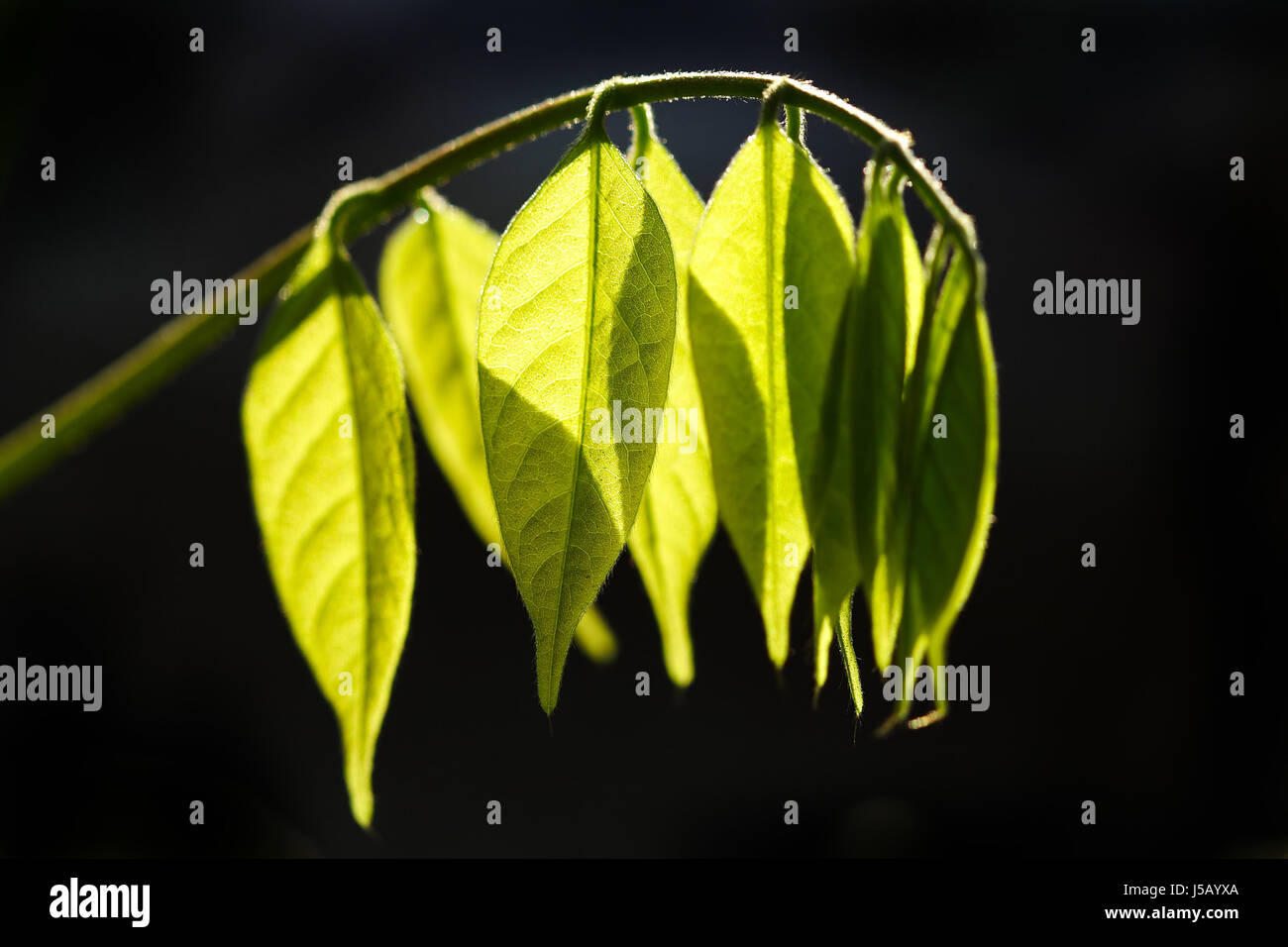 Zartes licht hi-res stock photography and images - Alamy