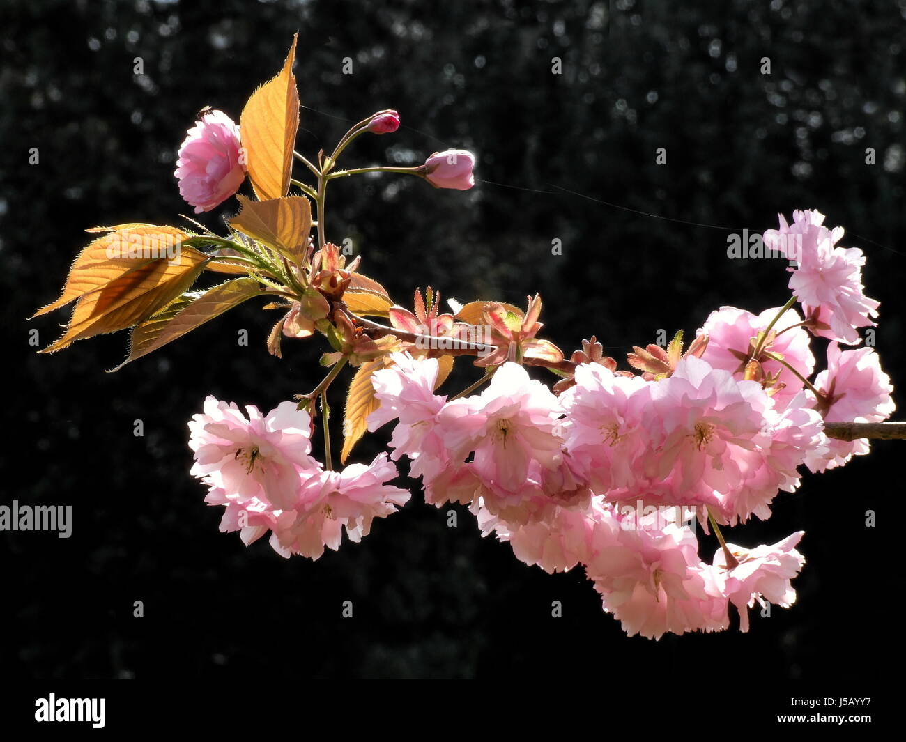 ornamental kishen branch Stock Photo - Alamy