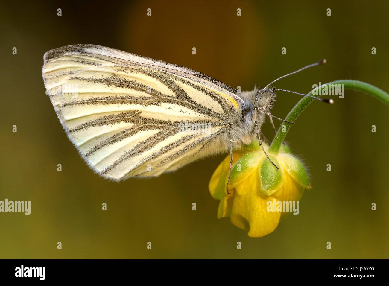 green core weiling 4 Stock Photo - Alamy