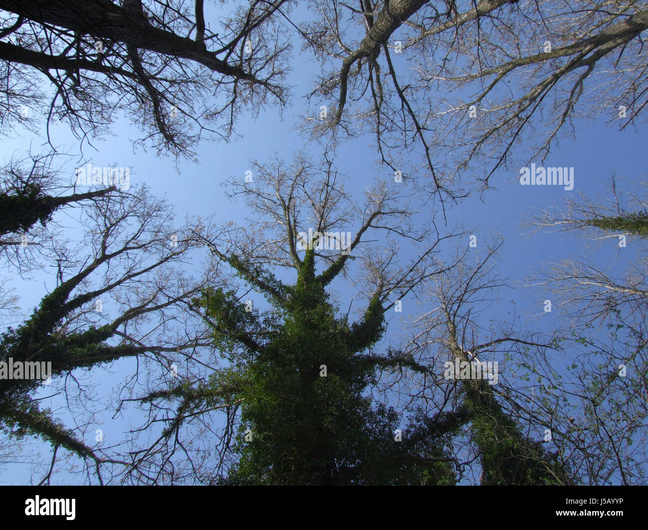 Aiming skyward hi-res stock photography and images - Alamy