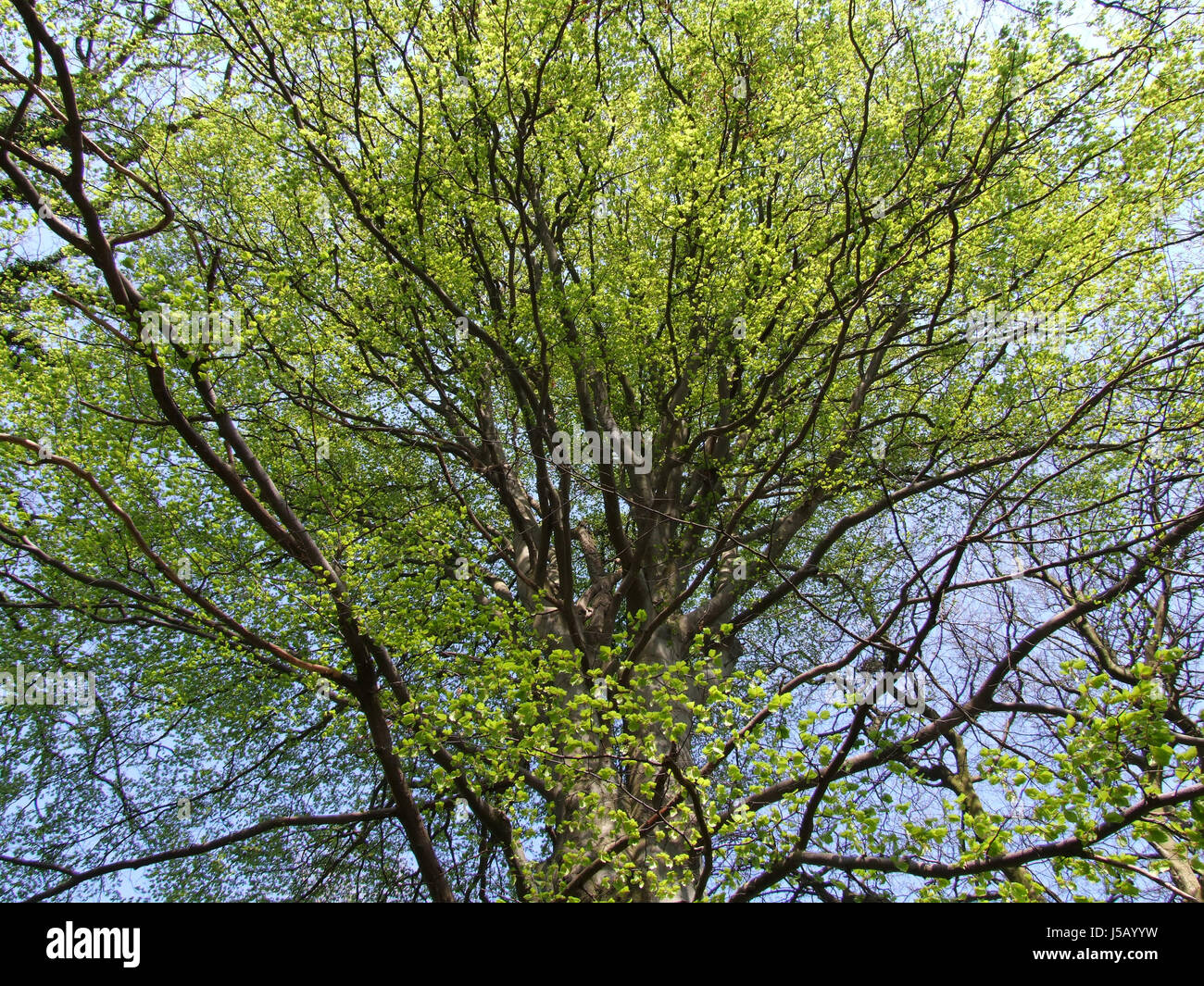 the trees beat out Stock Photo - Alamy
