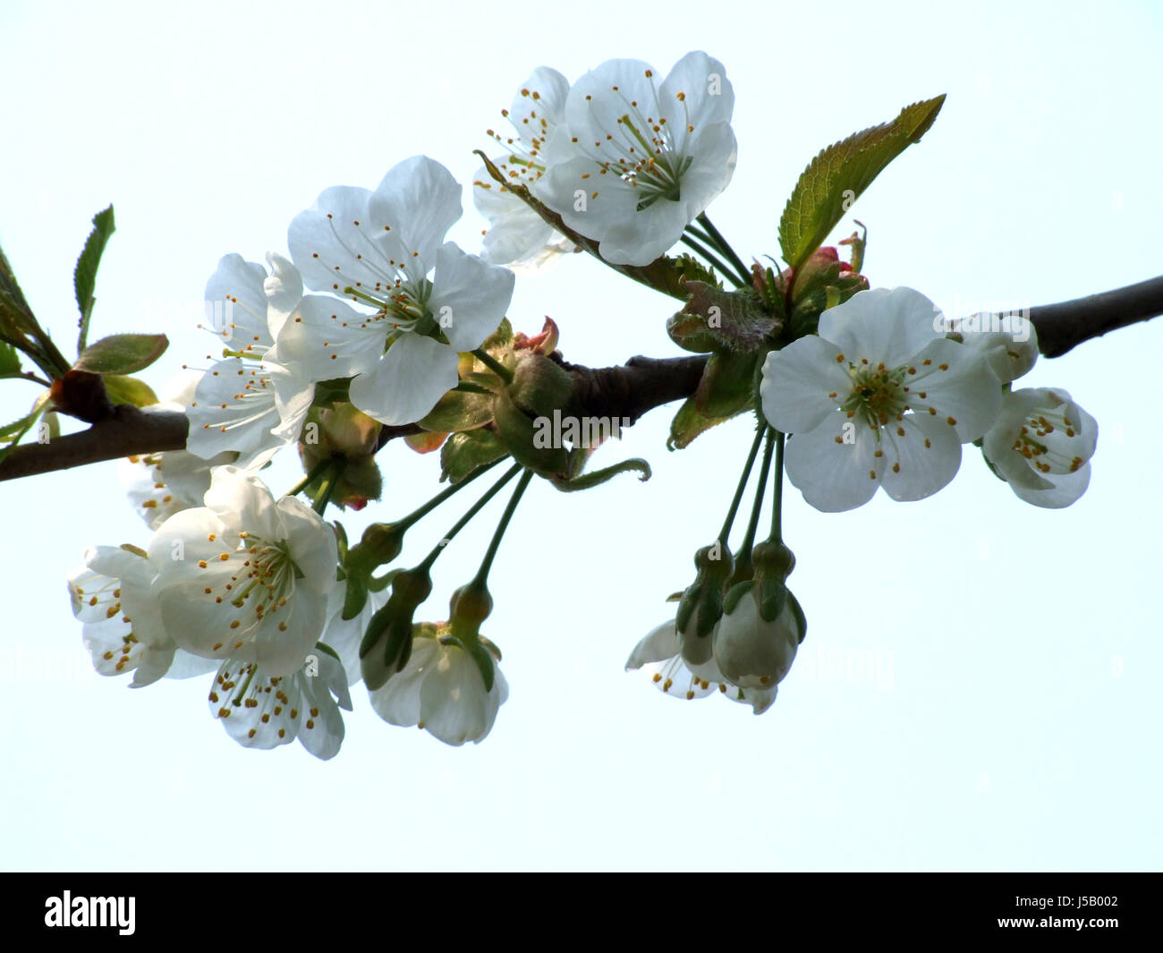 cherry blossom branch Stock Photo - Alamy