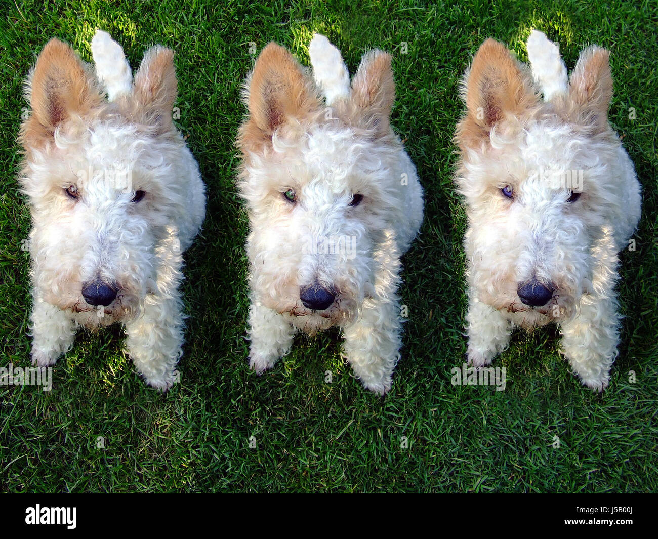 Cloned dogs hi-res stock photography and images - Alamy