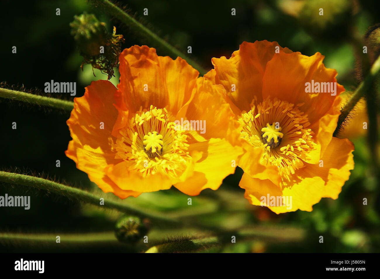 Dark coloured poppy hi-res stock photography and images - Alamy