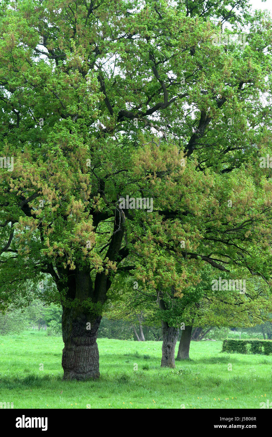 my friend the tree Stock Photo - Alamy