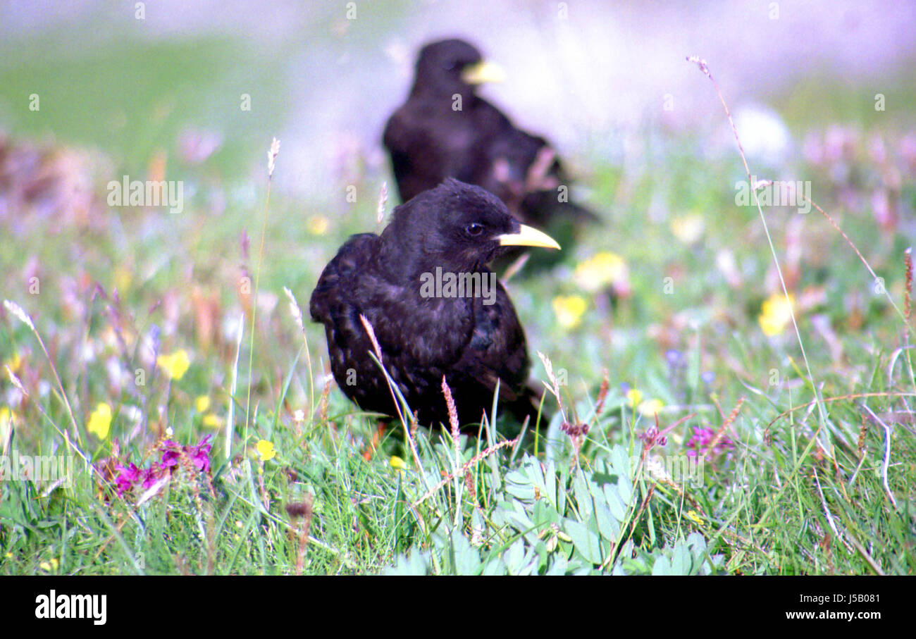 Bergdohle hi-res stock photography and images - Alamy