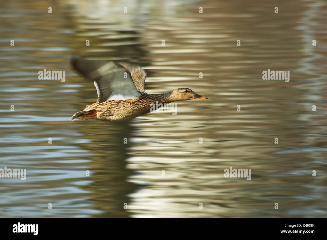 female flight dynamics dynamism mirroring golden lateral duck dynamic ...