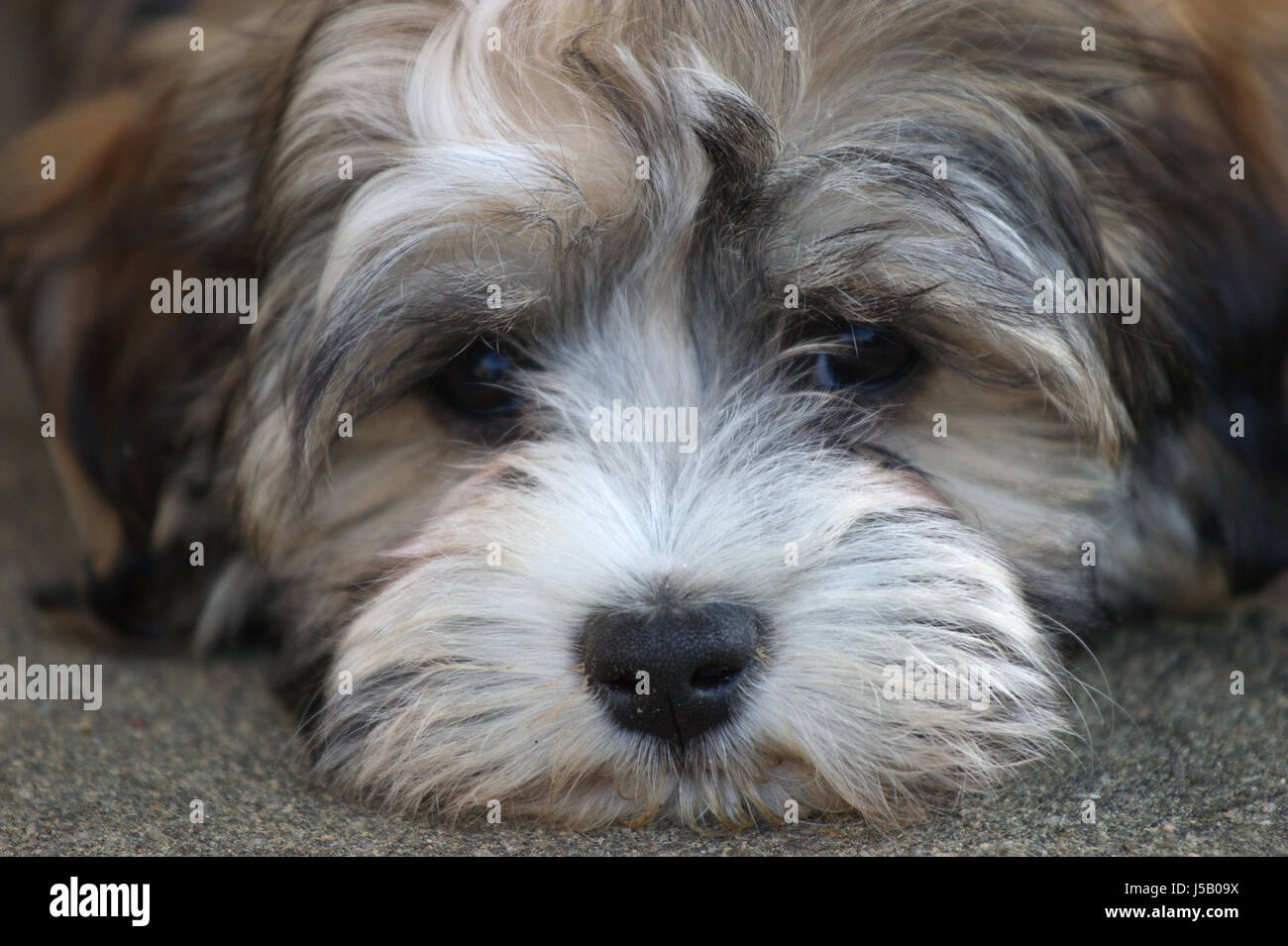 relaxation animal mammal look glancing see view looking peeking looking ...