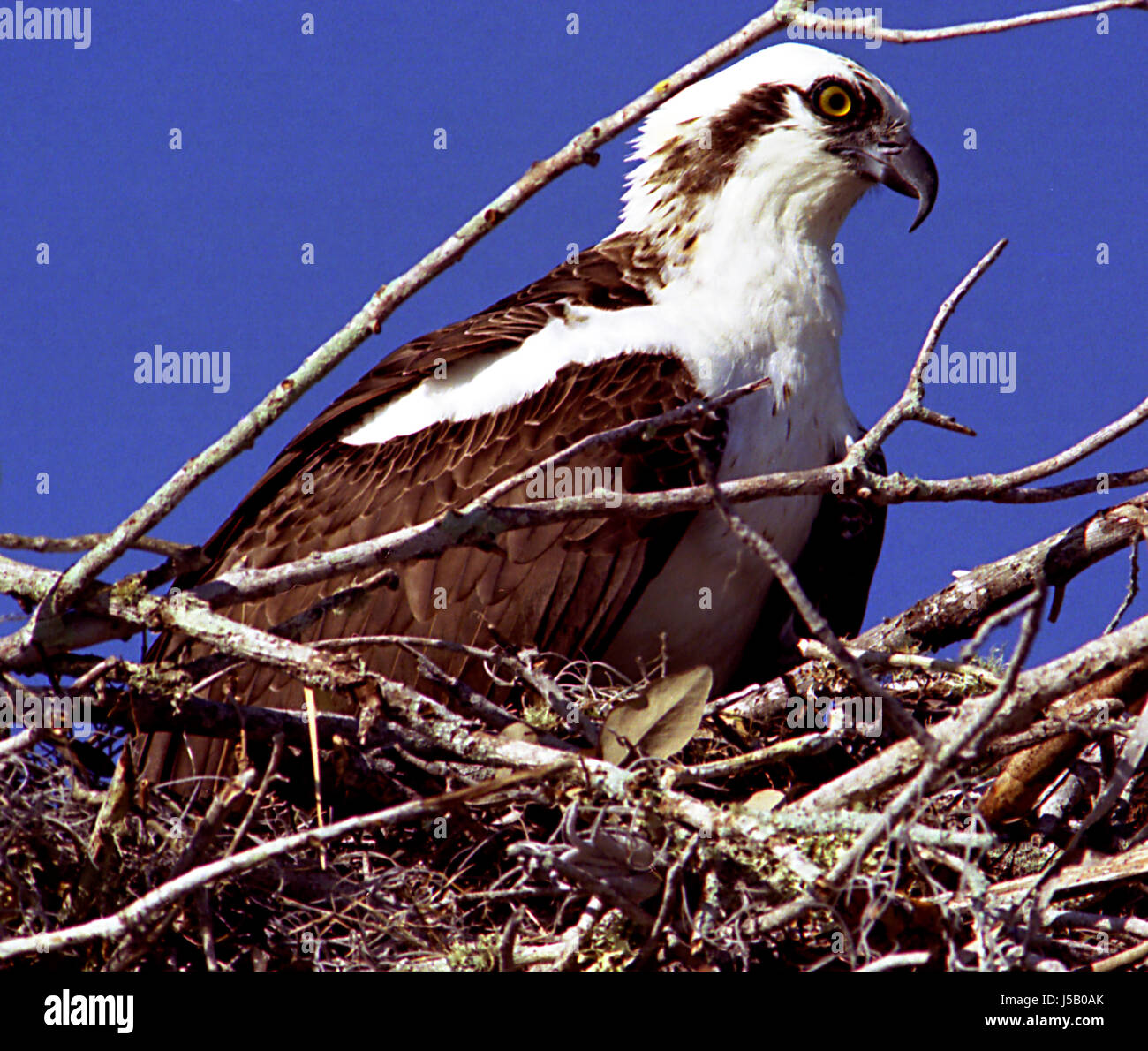 swamp nest feed eagle osprey mires fish young younger water nature ...