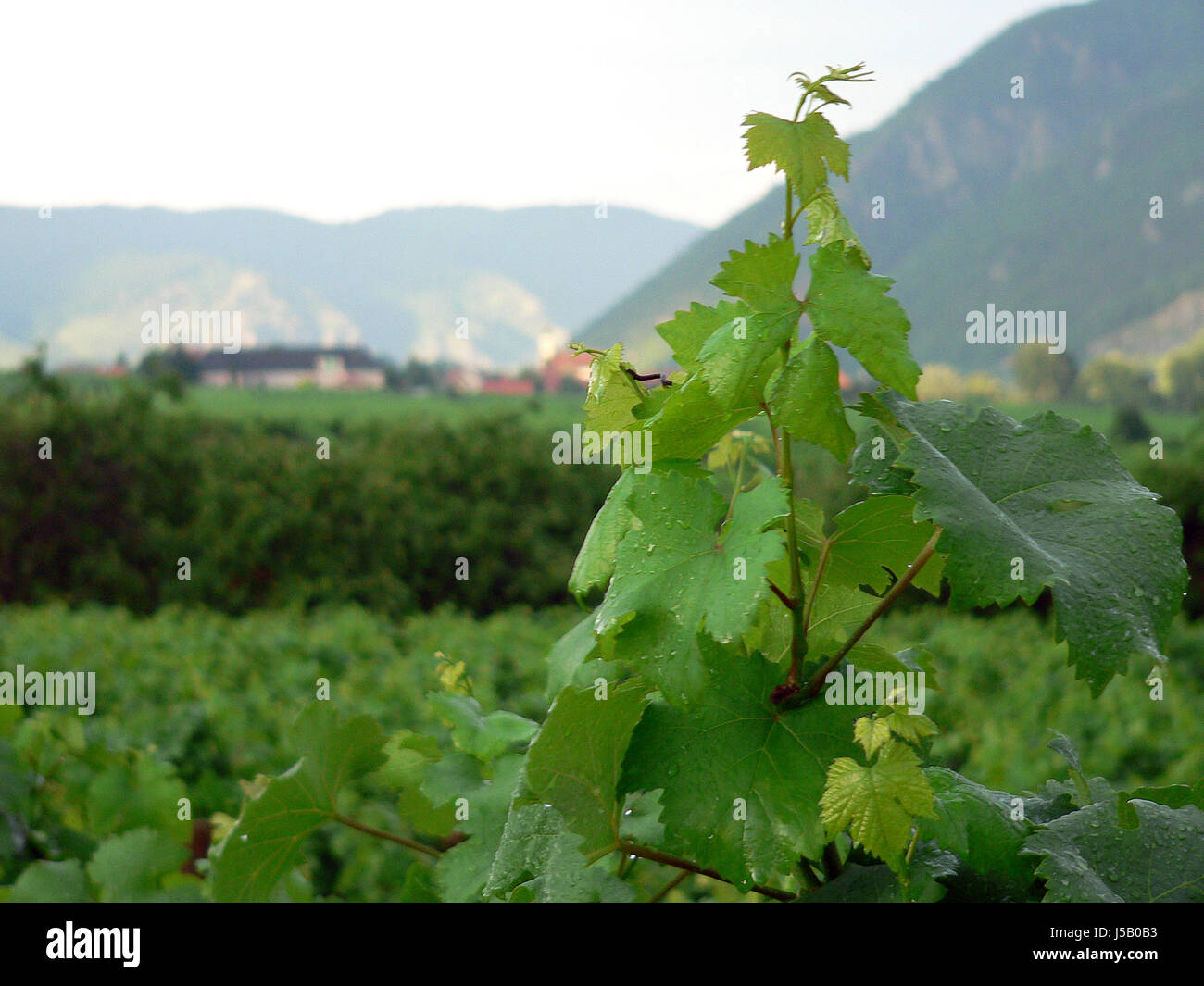 vineyard wineyard vine grape vine grape-vine grape rain raining ...