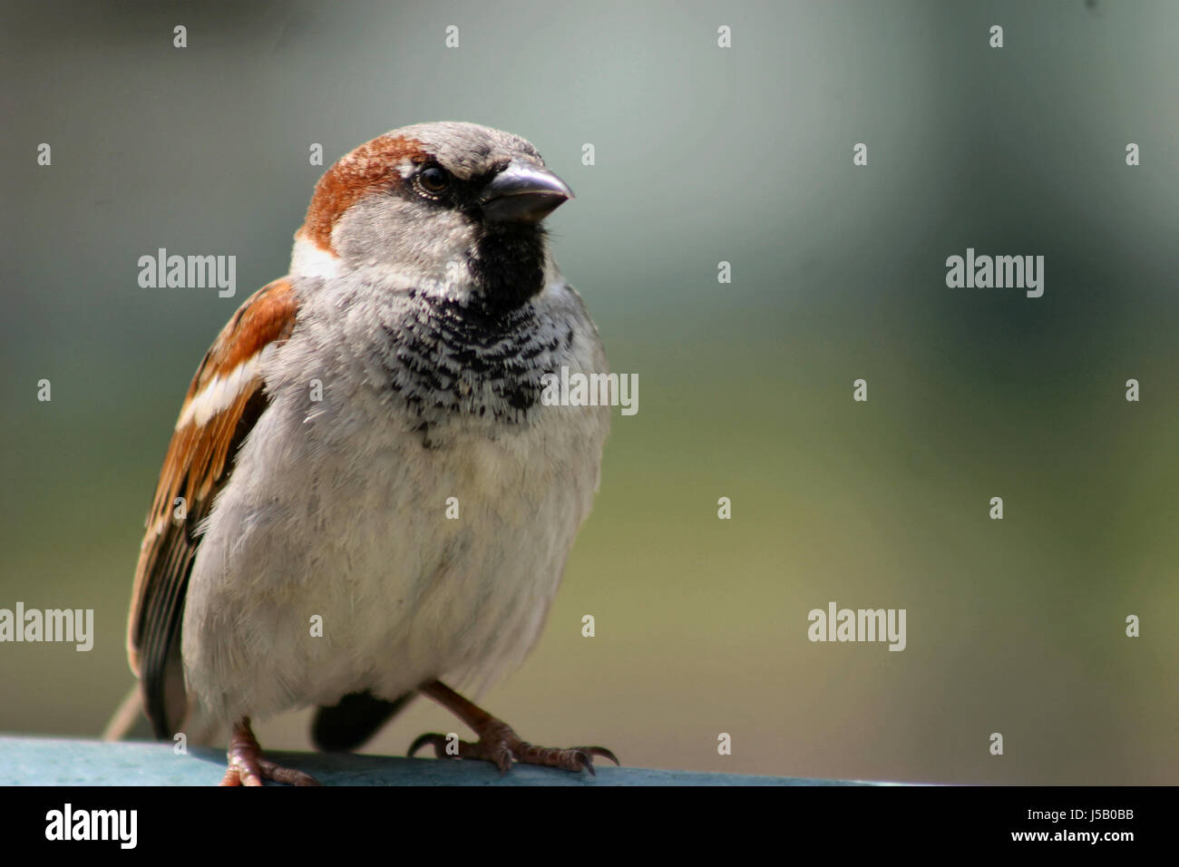 bird birds small tiny little short feathers beak feathering sparrow day during Stock Photo - Alamy