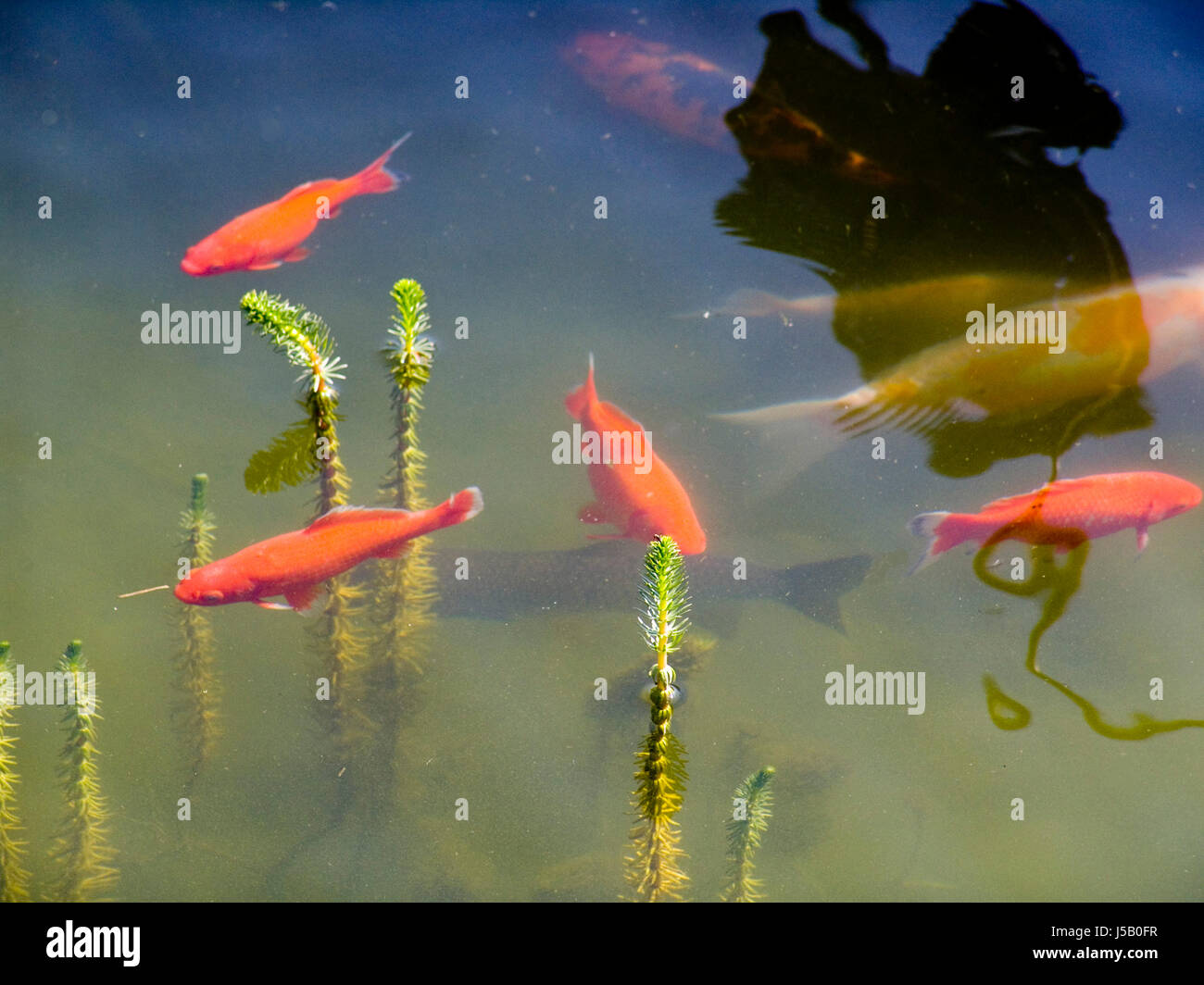 environment enviroment fish fresh water pond water symbiosis goldfish ...