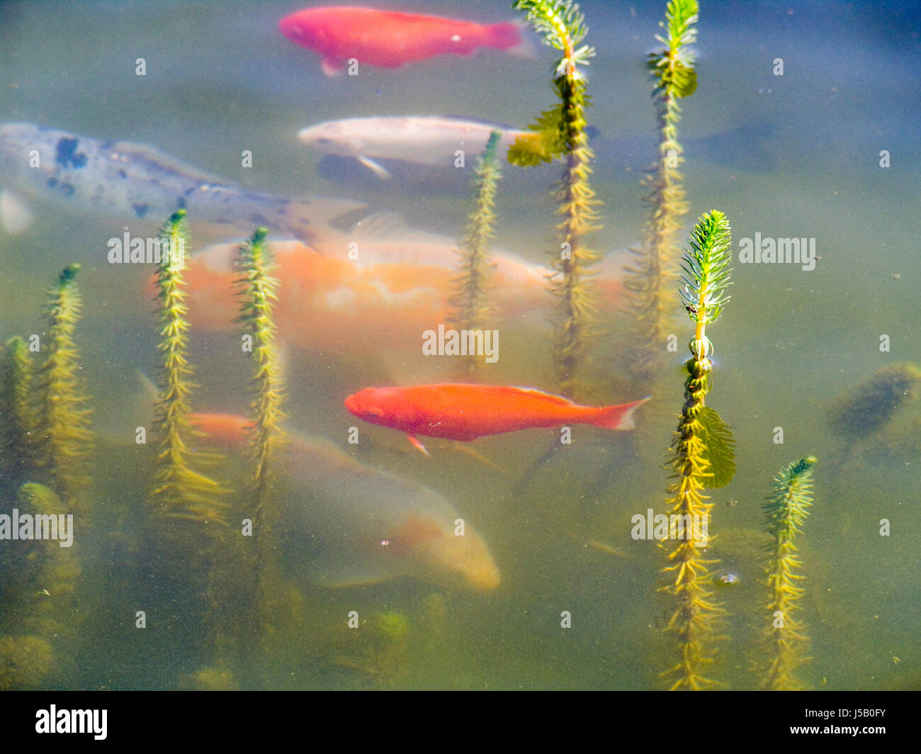 environment enviroment fish fresh water pond water symbiosis goldfish ...