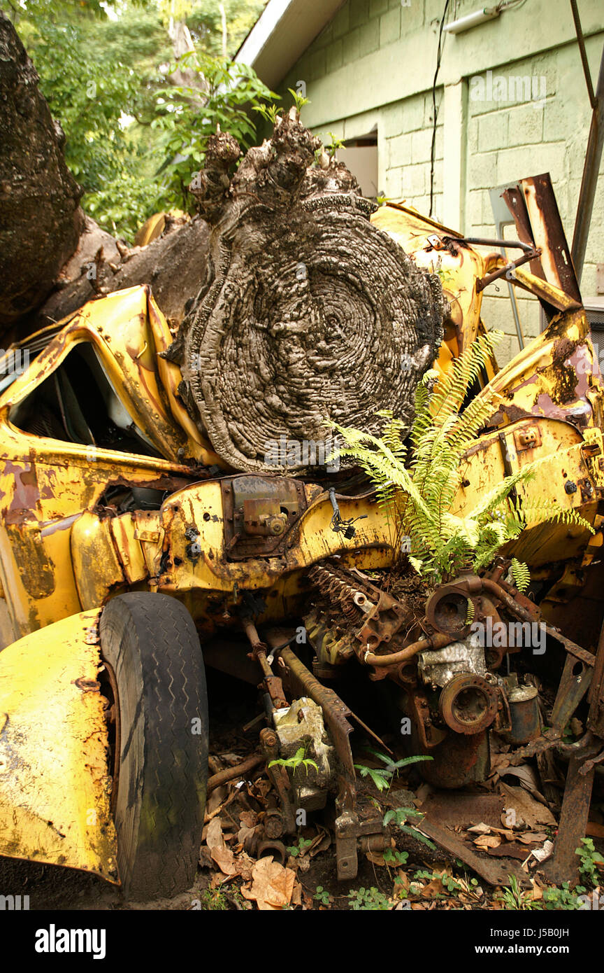 tree ailing accident total loss insurance rust destruction scrap david ...