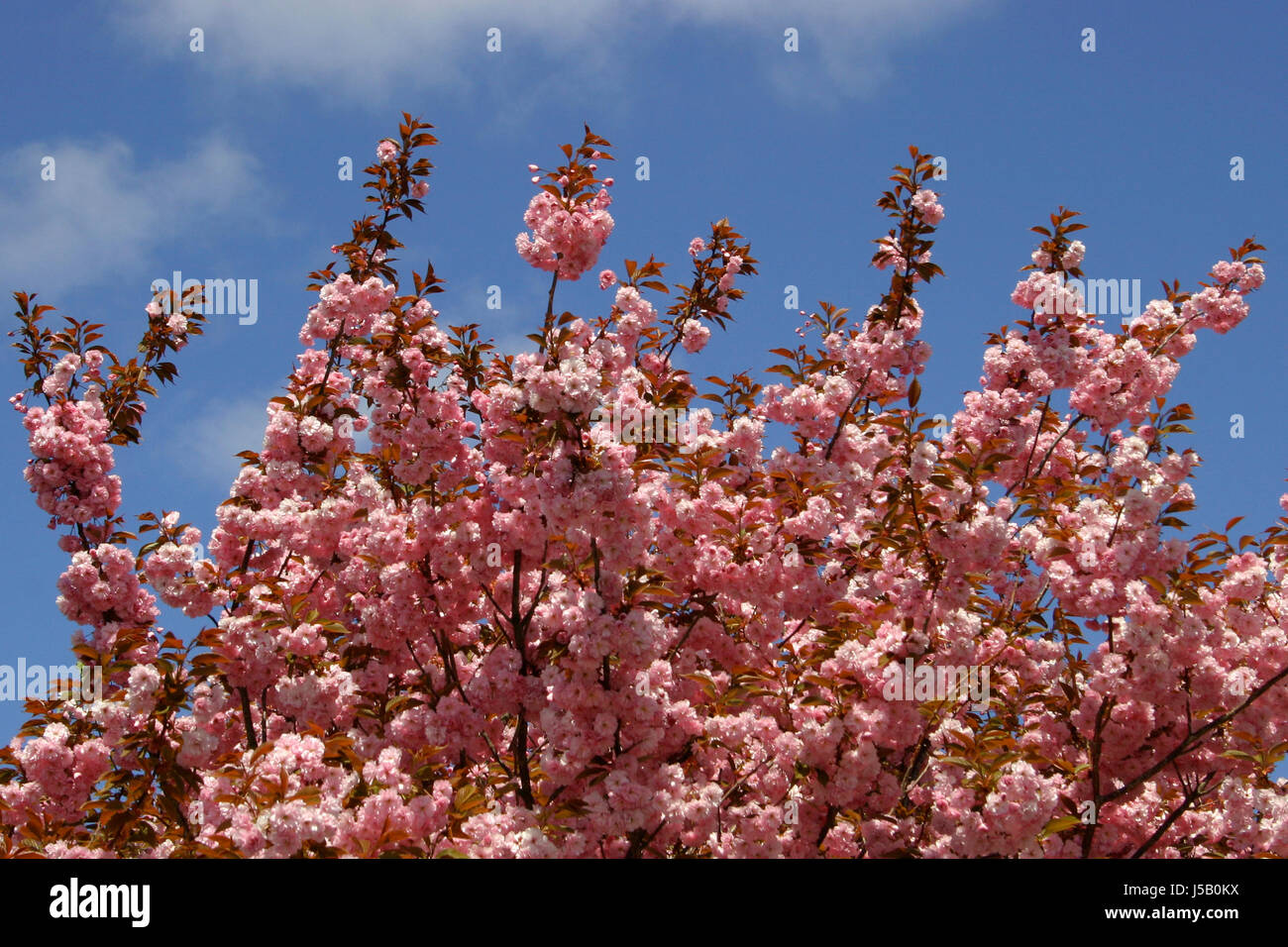 Japanische sakura hi-res stock photography and images - Alamy