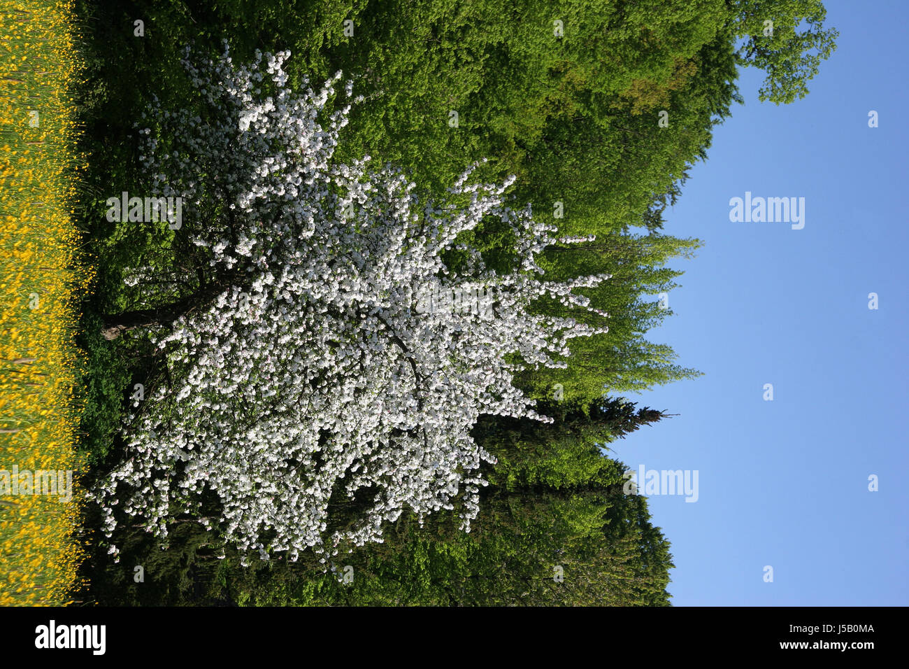 blue tree trees bloom blossom flourish flourishing coloured colourful ...
