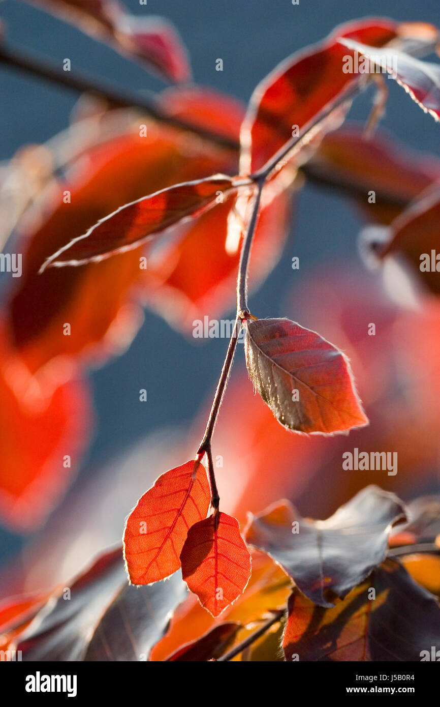 shine shines bright lucent light serene luminous tree trees leaves ...