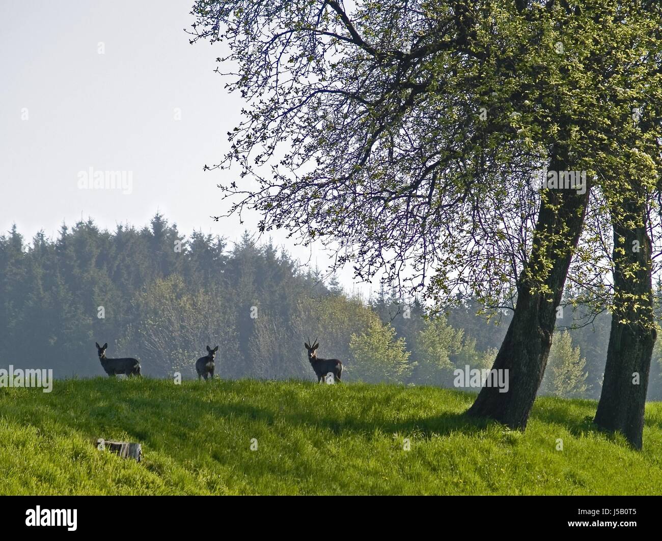 green wild animals buck spring bouncing bounces hop skipping frisks ...