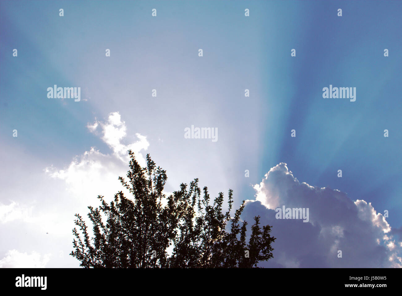 blue colour tree coloured colourful gorgeous multifarious richly ...