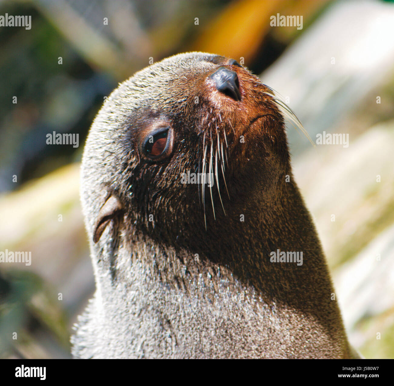 animal mammal arctic cold wild face antarctic eye organ eyes spring ...
