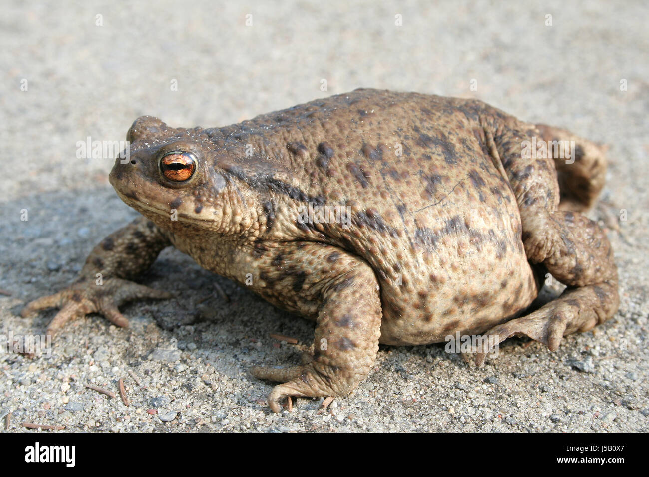 brown brownish brunette swamp portrait reed mother mom ma mommy toad ...