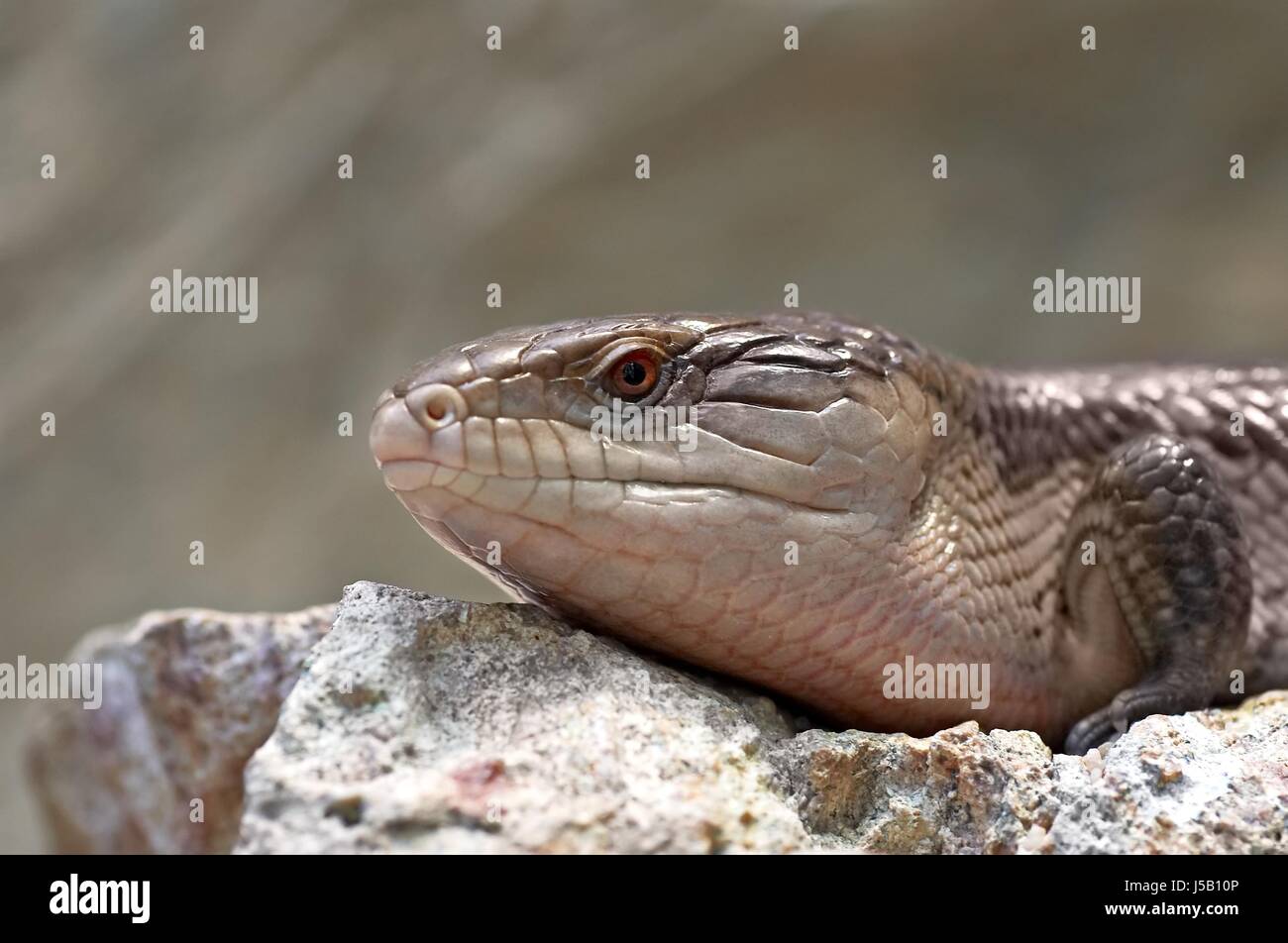 Blauzungenskink High Resolution Stock Photography and Images - Alamy