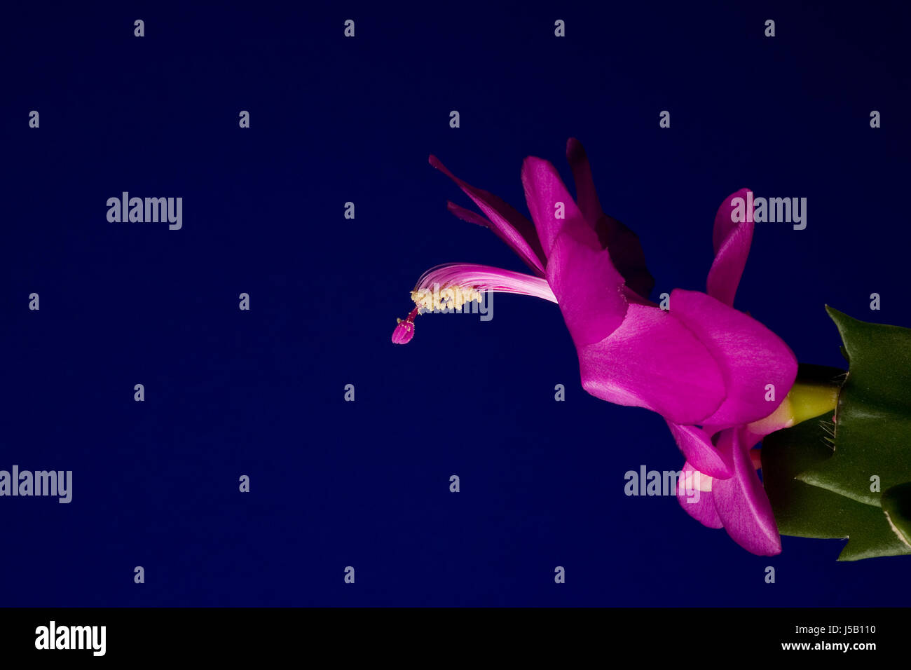 shine shines bright lucent light serene luminous flower plant bloom ...