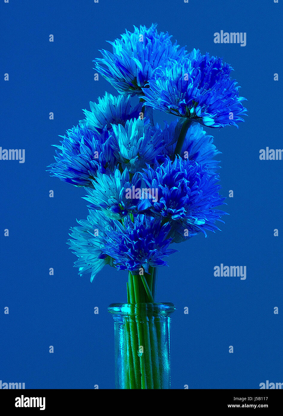 blue green blossoms bottle kitsch ostrich bleed glassy chives chive ...